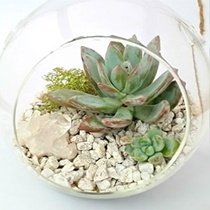 Arizona Pinners Conference